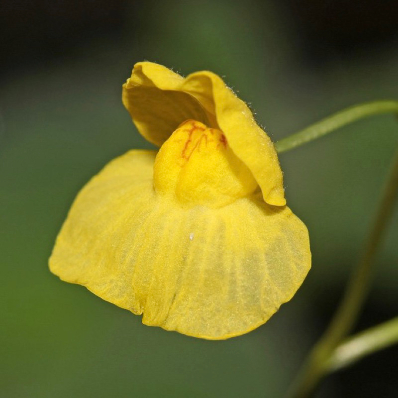 絲葉狸藻/黃花狸藻/黃花挖耳草/水上一枝黃花(U. aurea/U. gibba) | 蝦皮購物