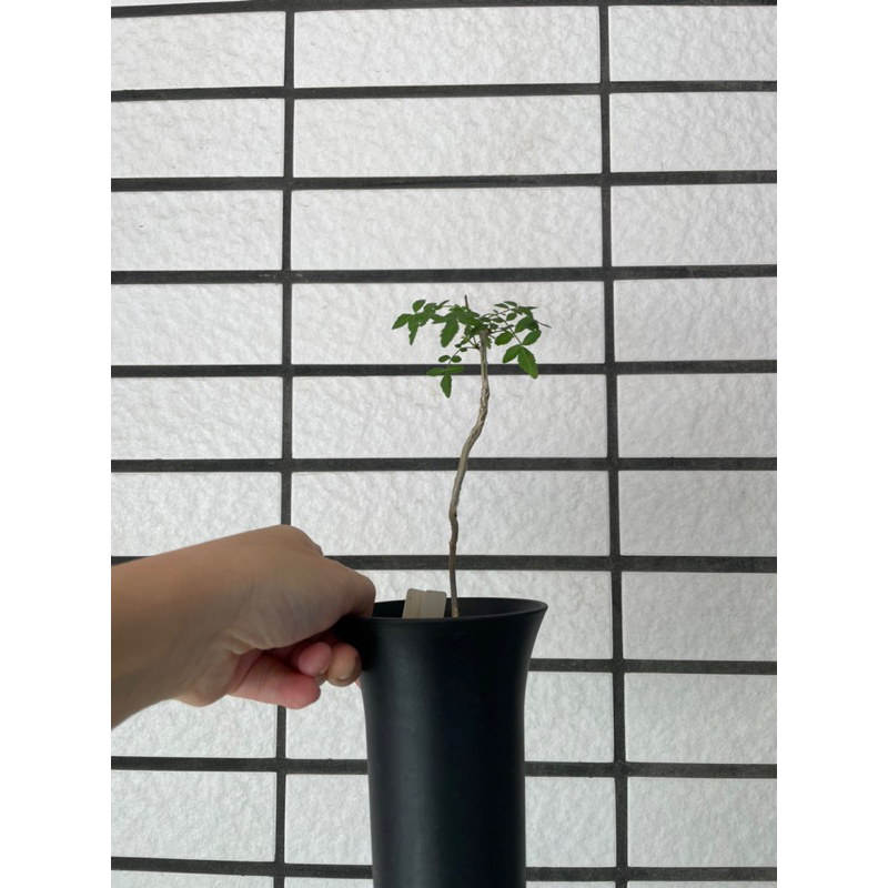 bursera aptera 實生苗含盆出 | 蝦皮購物