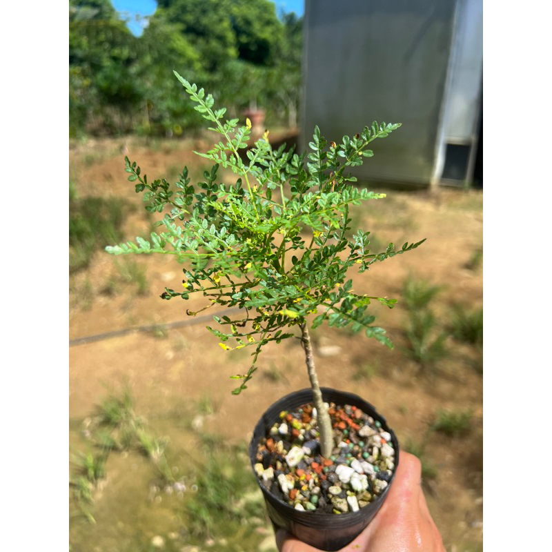 【花痴植人】福利品 皮皮蝦裂欖 Bursera bipinnata 二回羽狀複葉裂欖 橄欖科 | 蝦皮購物