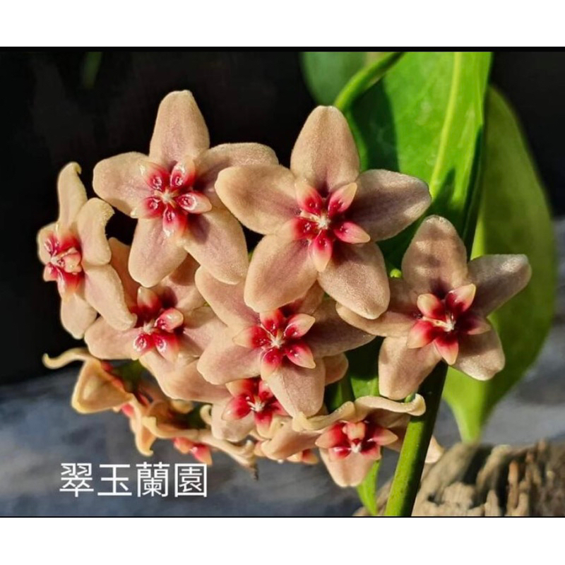 毬蘭 露比達 Hoya rubida 續花性 | 蝦皮購物
