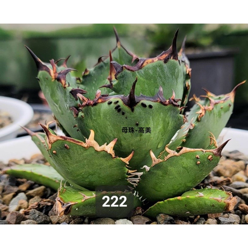 高美園藝/Fo222 /后交/向足漆樹根插/鳳凰/超級皇冠/沙漠蘇木實生/像足漆樹實生/青皮帝釋天黄中斑/迎春錦/多肉 | 蝦皮購物