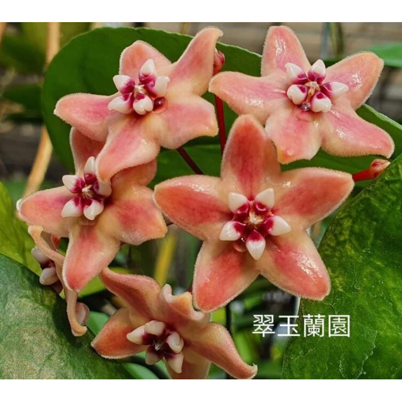 毬蘭 蘇卡爾 Hoya subcalva 續花性 香檳香味 | 蝦皮購物