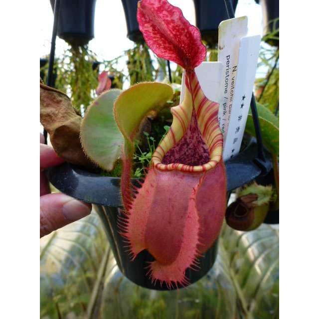 N.veitchii bario x (stripe peristome) Y'S lab 山田維奇豬籠草 編家 | 蝦皮購物