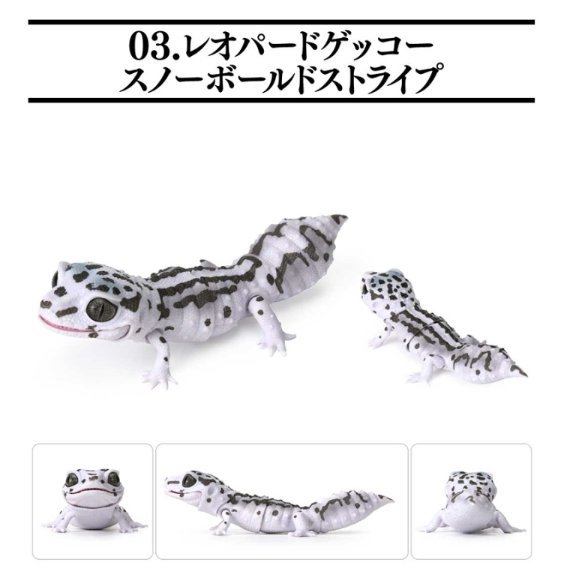 「Vic Toy」現貨 日版 BANDAI 扭蛋 轉蛋 生物大圖鑑 豹紋壁虎 與 睫角守宮 BEST 玩具 公仔 | 蝦皮購物