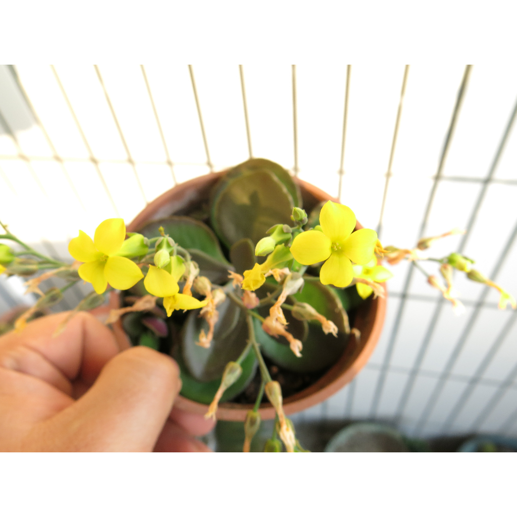 長壽花枝條5公分5元起，一盆11元起，運費$165(郵寄$75、7-11店到店$60)元起(離島另計)，入帳確認後最慢1 | 蝦皮購物