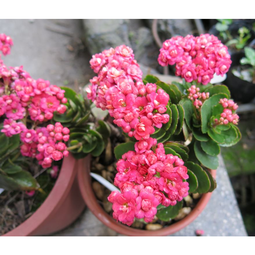 長壽花枝條5公分5元起，一盆11元起，運費$165(郵寄$75、7-11店到店$60)元起(離島另計)，入帳確認後最慢1 | 蝦皮購物