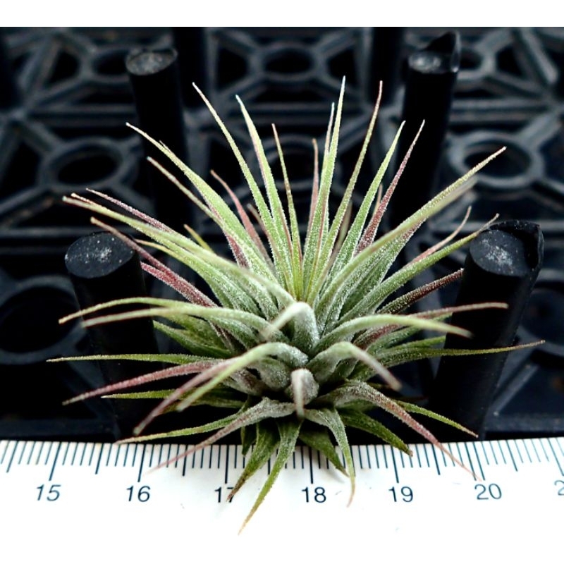 鐵蘭之家/空氣鳳梨 束花小精靈 ionantha 'Stricta' | 蝦皮購物