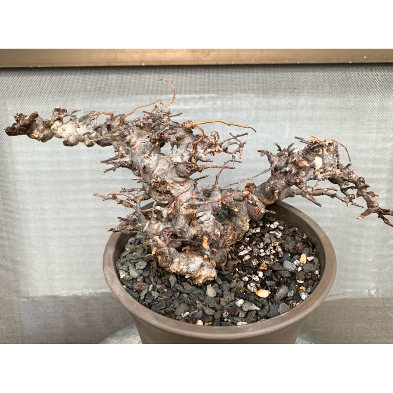 肉多多～念珠橄欖Commiphora sp. eyl Somalia | 蝦皮購物