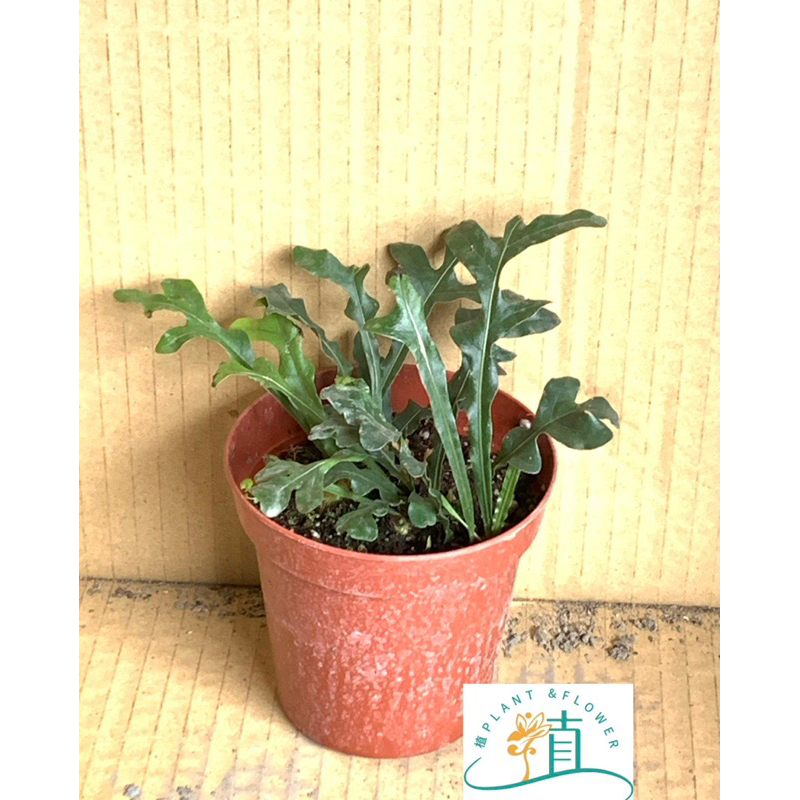 植plant&flower~侏儒槲蕨 侏儒寶尼槲蕨 Drynara bono ‘dwarf’ | 蝦皮購物