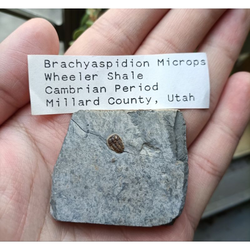 [程石] 美國猶他州 小短盾三葉蟲化石 / Brachyaspidion microps | 蝦皮購物