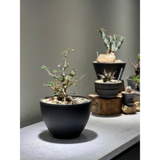 「實生植株」波折沒藥Commiphora Sinuata｜橄欖科沒藥屬 | 蝦皮購物
