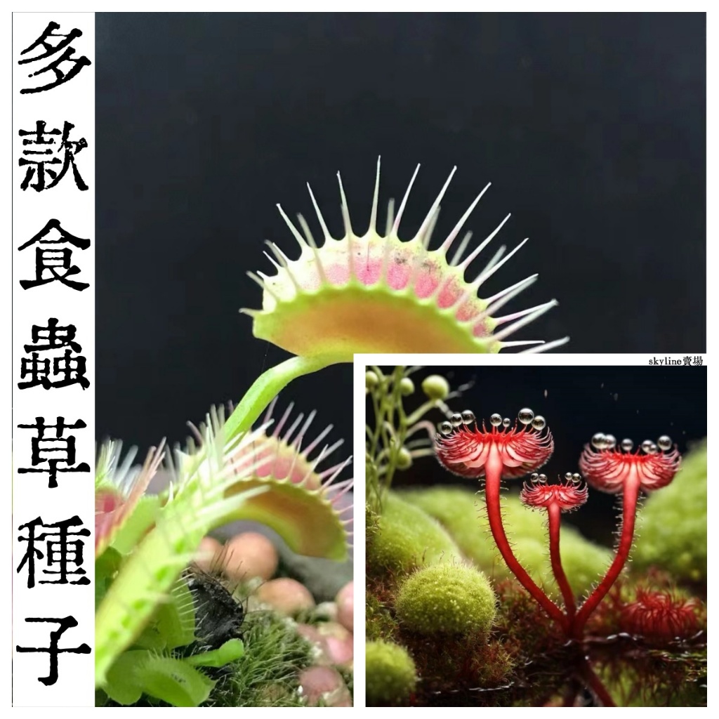 🌱（食蟲草種子豬籠草種子）捕蠅草種子 食蟲草花卉 食蟲驅蚊 四季種植 大型豬籠草#食人花 陽台庭院盆栽驅蟲 | 蝦皮購物