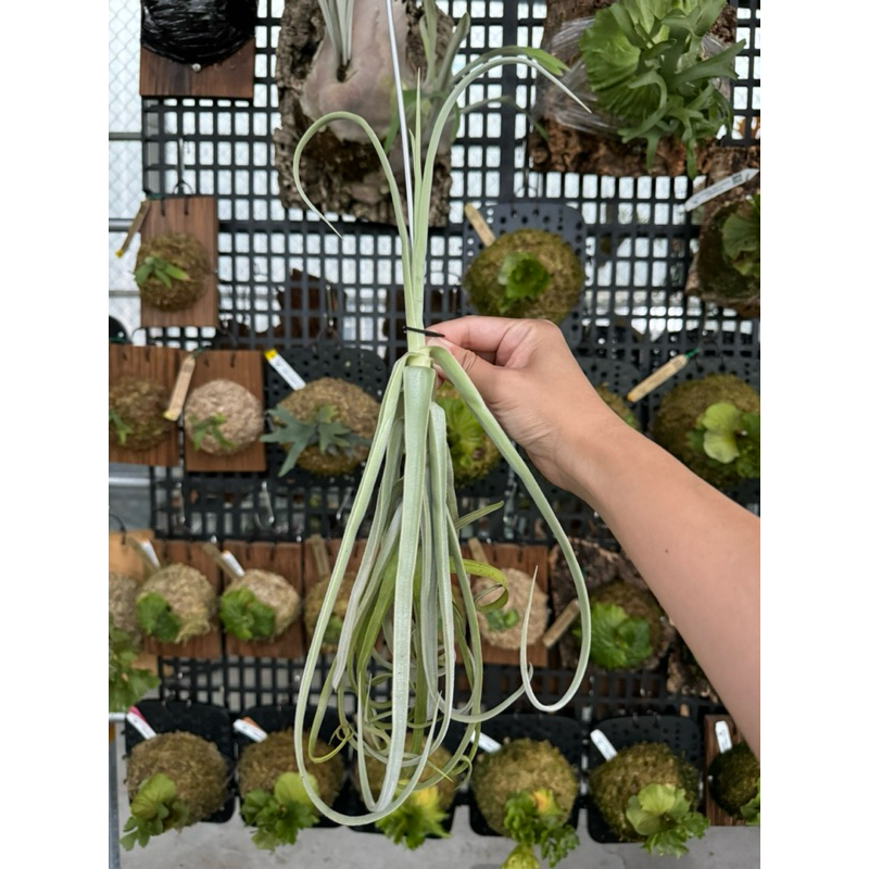 空氣鳳梨｜樹猴｜T.duratii | 蝦皮購物