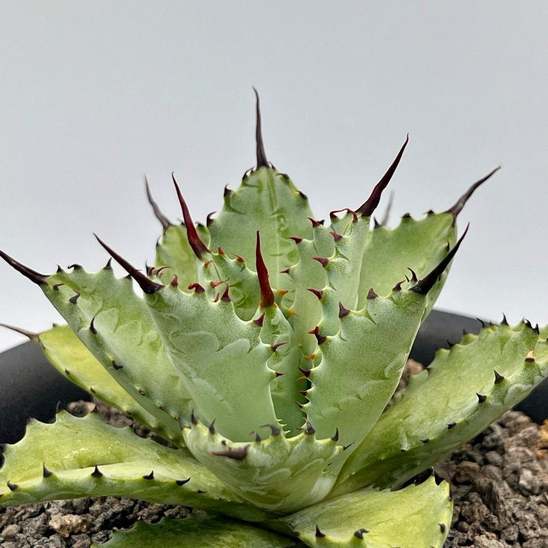 [ Gu Plant 固植 ] 龍舌蘭 曲刺八雷｜Agave macroacantha × potatorum｜ | 蝦皮購物