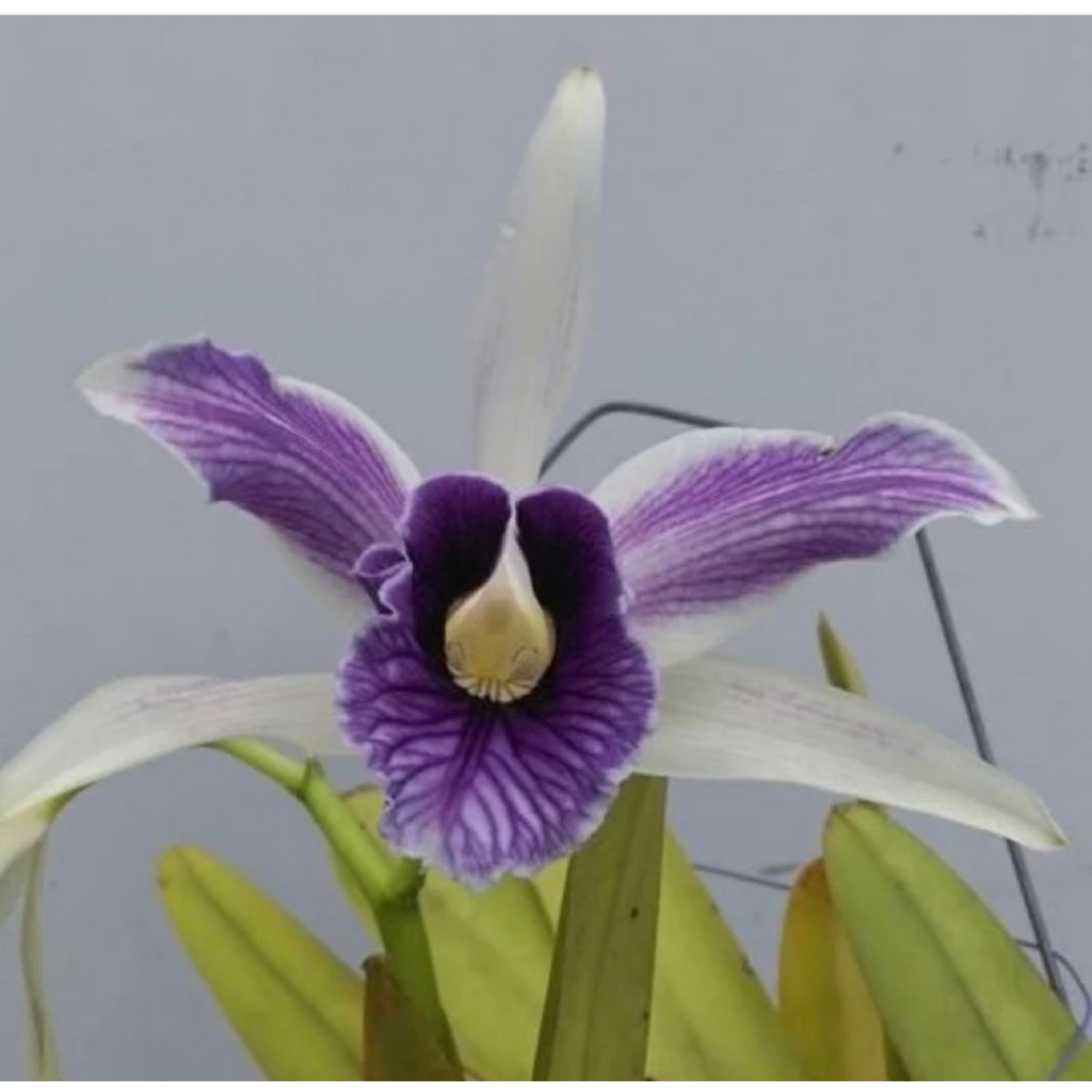 噢葉design "Laelia purpurata var flamea coerulea werkhauseri" | 蝦皮購物