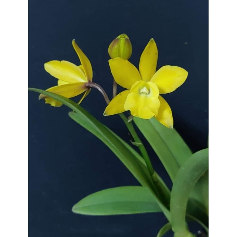 【蘭蕨雨林】Enanthleya Golden Sunburst，樹蘭金色朝陽，邁阿密得獎花，香濃，幸福果香味，香整天。 | 蝦皮購物