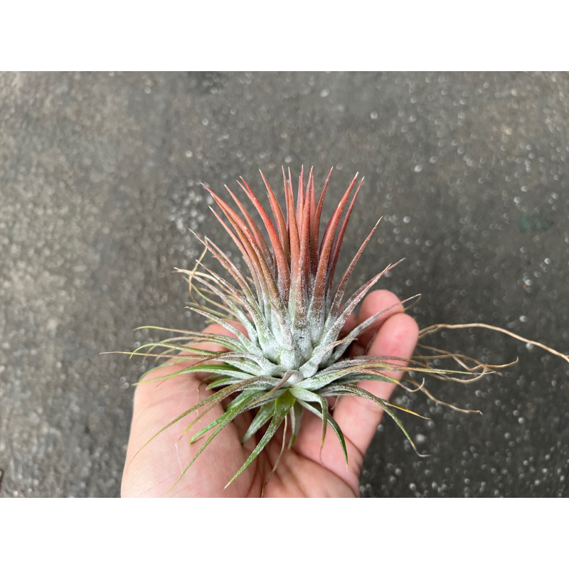 空氣鳳梨- ionantha v. stricta 束花小精靈 ｛蕨處鳳生｝ | 蝦皮購物