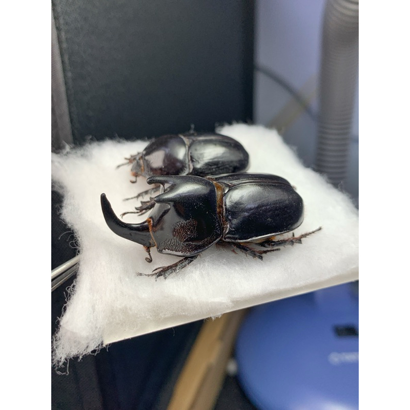 南美少流通小兜標本/Megaceras morpheus母蟲非常稀少/甲蟲標本/兜蟲標本/金龜標本/天牛標本/鍬形蟲標本 | 蝦皮購物
