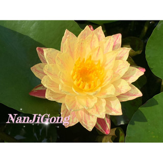 歡迎蒞臨南極宮蓮園 耐寒系睡蓮 帕拉尼 Nymphaea Paranee 本圖為南極宮蓮園實景拍攝 | 蝦皮購物