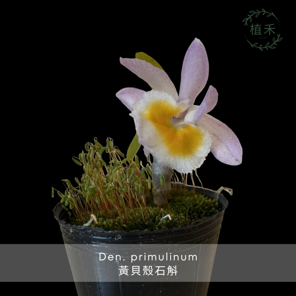 [植禾]Den. primulinum 黃貝殼石斛 禮物 蘭花 室內 文青 驚喜 植物 香草 盆栽 居家布置 懶人 新手 | 蝦皮購物