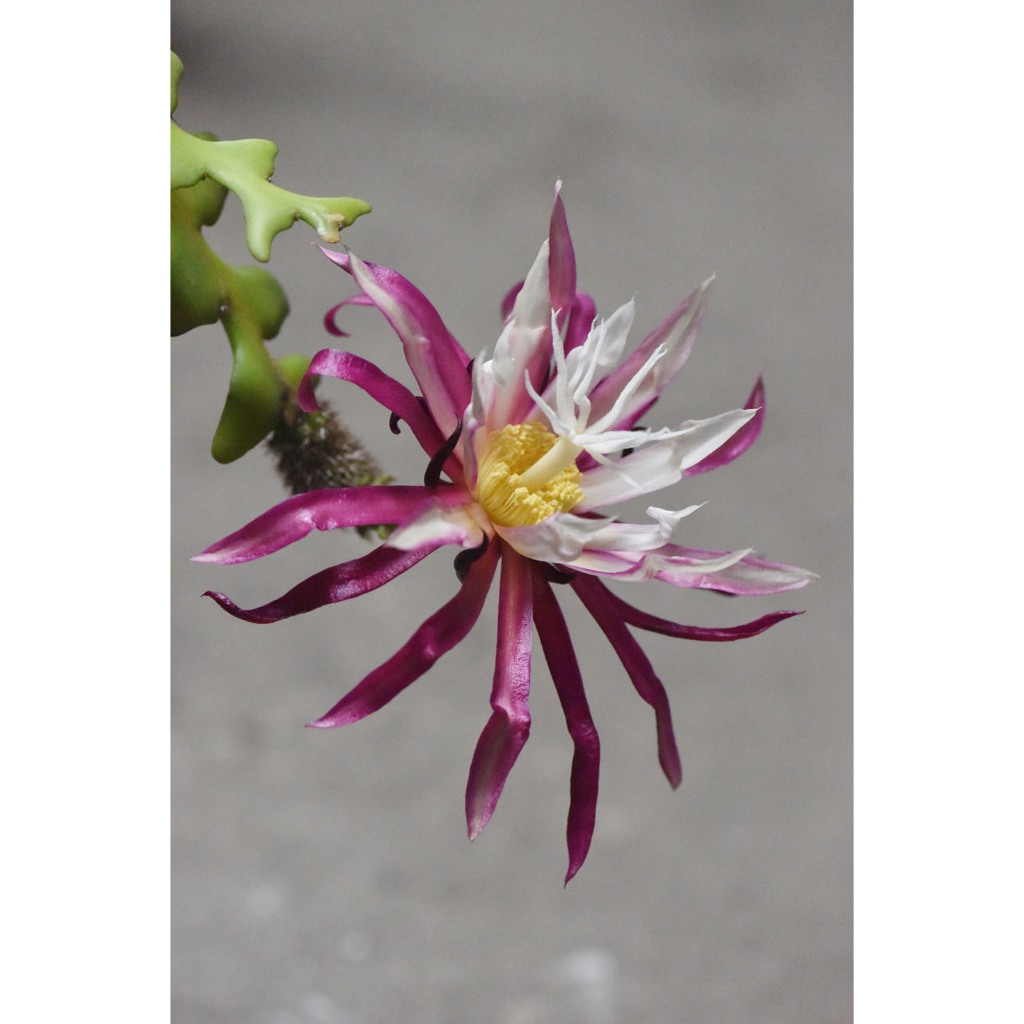 孔雀仙人掌 鯊魚劍 紅花 魚骨仙人掌 Cryptocereus anthonyanus | 蝦皮購物