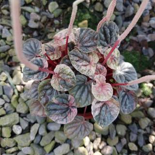 斑葉紅皺葉椒草Peperomia Caperata Red Variegated | 蝦皮購物