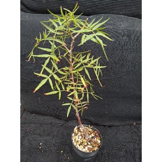 Bursera multijuga 裂欖屬 實生苗 | 蝦皮購物