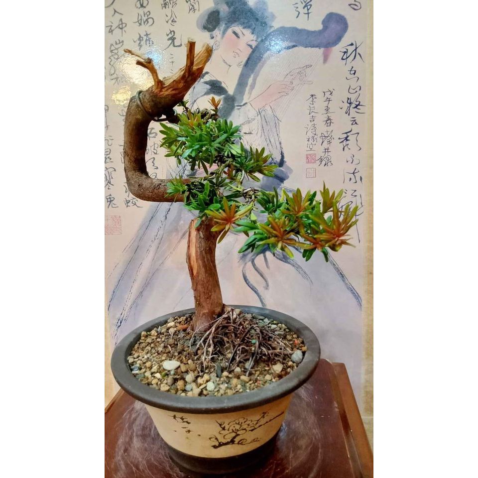 194G#-小紅帽雀舌羅漢松 極品盆栽~絕美超扭轉30年樹齡老樹頭大幹徑 | 蝦皮購物