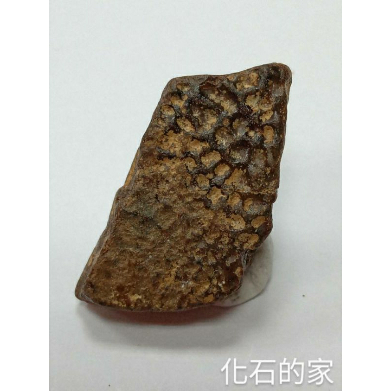【化石的家】英國懷特島Trionyx shell fossil | 蝦皮購物
