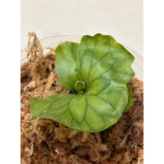 《優栽植物園》侏儒捲葉女王 P.Wandae Dwarf curling | 蝦皮購物