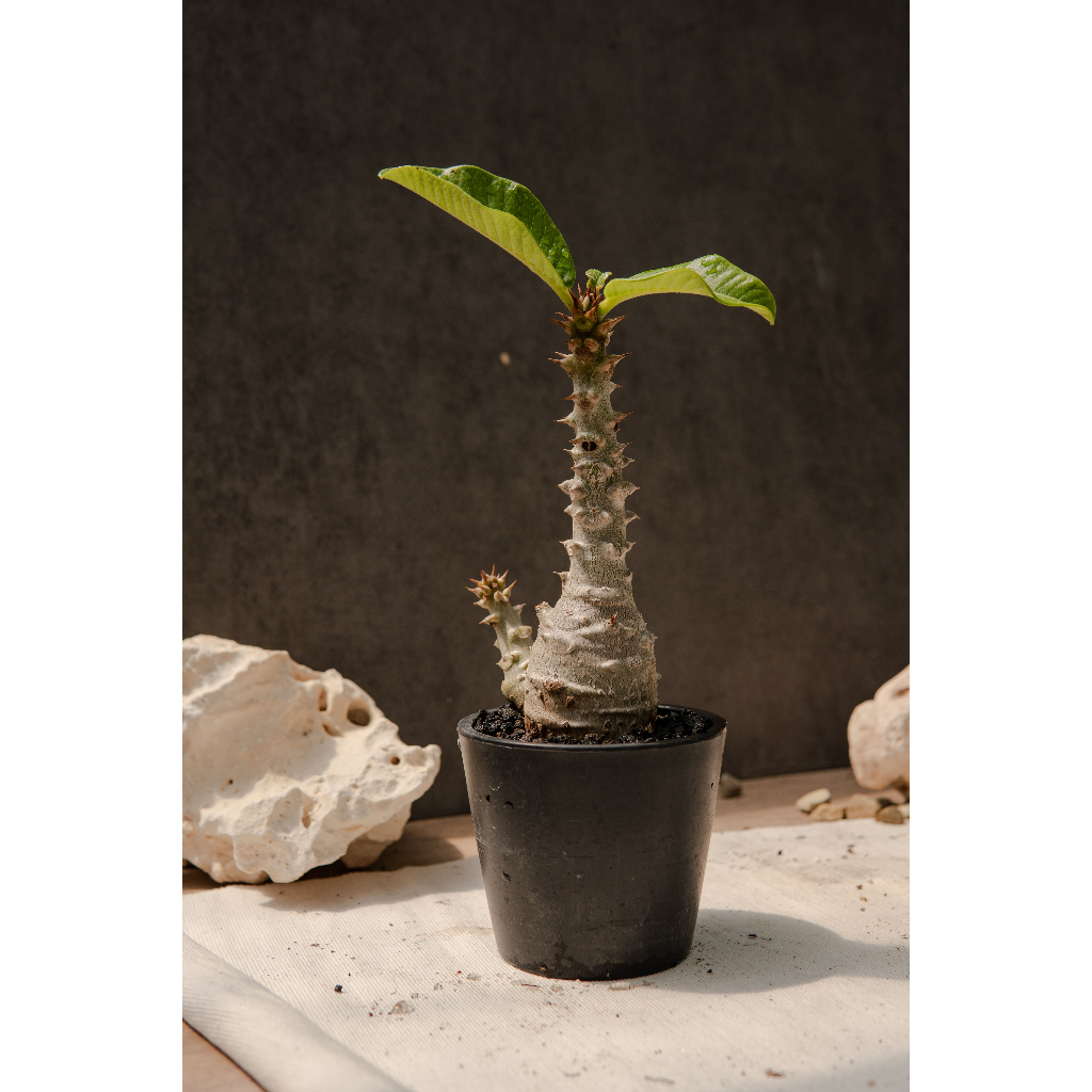 [ Gu Plant 固植 ] 溫莎瓶幹｜pachypodium windsorii｜（不挑款） | 蝦皮購物
