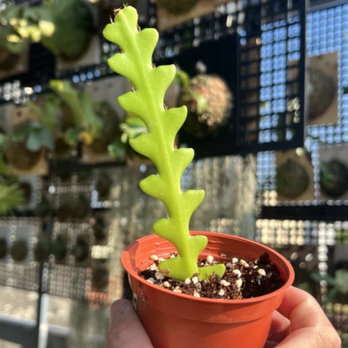 鯊魚劍Selenicereus anthonyanus 3吋盆 【阿金的便秘花園】S059 | 蝦皮購物