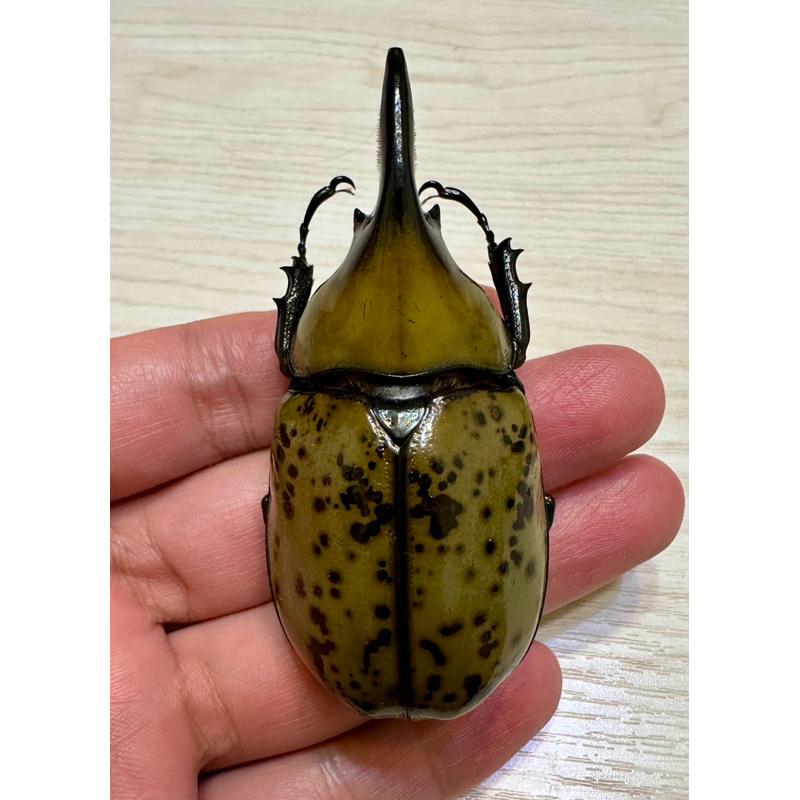 Dynastes maya野生蟲-81mm(美型) | 蝦皮購物