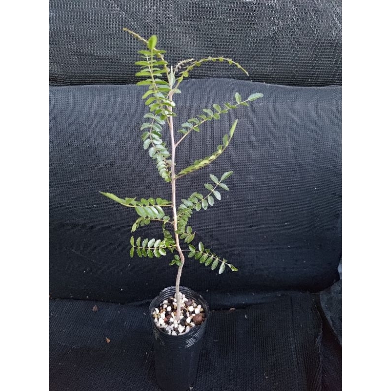 Commiphora mafaidoha 實生苗 | 蝦皮購物