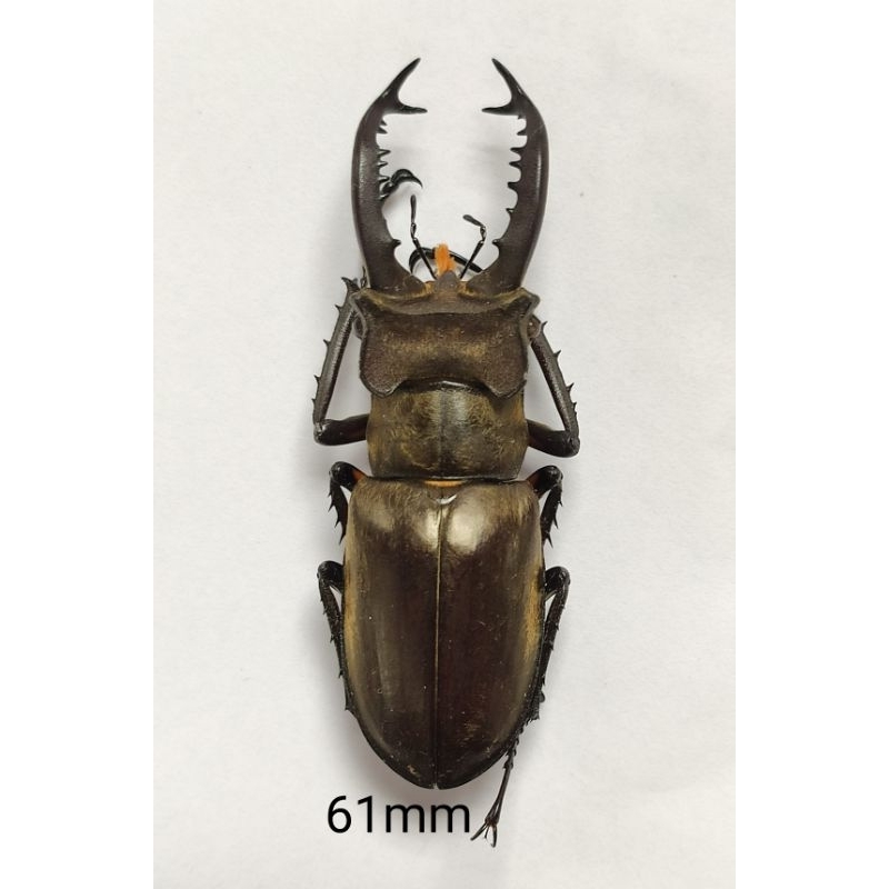 昆蟲標本 高砂深山鍬形蟲 Lucanus maculifemoratus taiwanus | 蝦皮購物