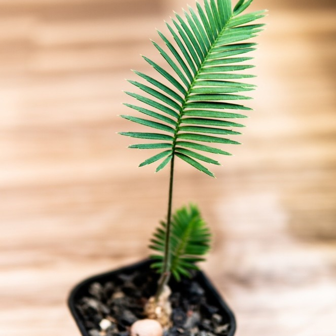 [ Gu Plant 固植 ] 雙子蘇鐵｜Dioon edule 'Palma Sola'｜ | 蝦皮購物