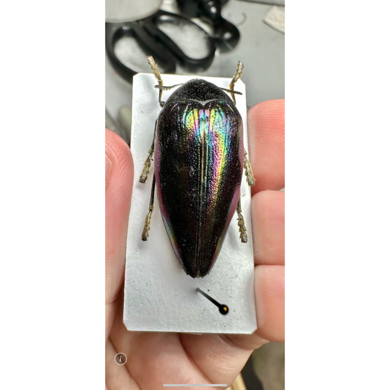 昆蟲標本（死的非活體）sternocera iris 剛果產 老蟲不保證完整 | 蝦皮購物