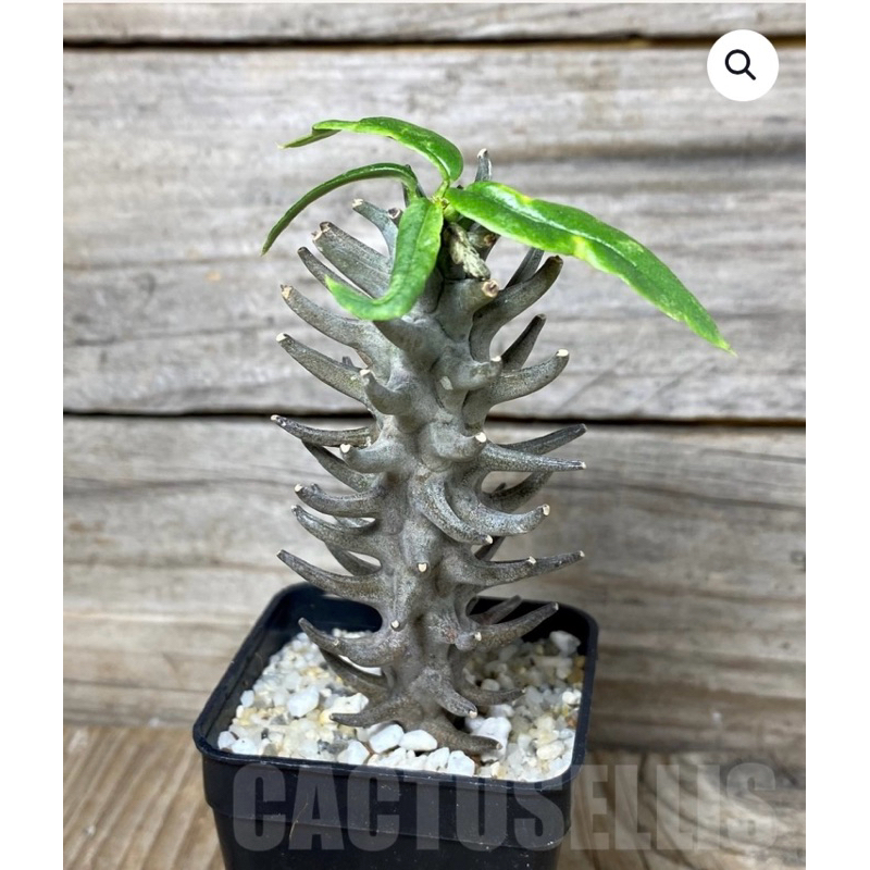 【ceropegia dimorpha】棘龍武臘泉/稀有/武臘泉/塊根植物/多肉植物 | 蝦皮購物