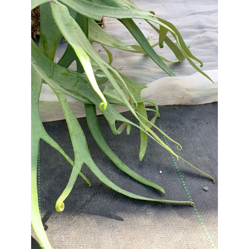 🌱愛客森🌱 P.Willinckii Dwarf Nook Spore 鹿角蕨| 蝦皮購物 🌱愛客森🌱 P.Willinckii Dwarf Nook Spore 鹿角蕨| 蝦皮購物
