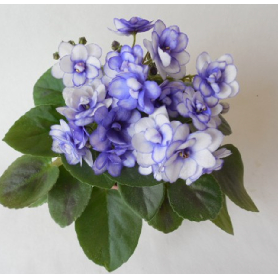 [非洲菫] Optimara Little Cheyenne_African Violet 非洲紫羅蘭_小苗販售一寸盆 | 蝦皮購物