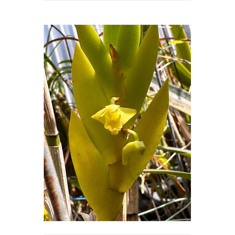 個性蘭花園-Dendrobium keithii$50 | 蝦皮購物