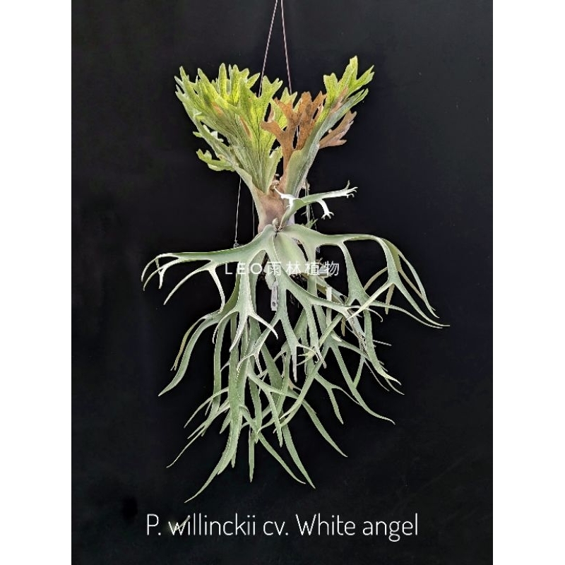 P. willinckii cv. White angel 白天使 鹿角蕨 | 蝦皮購物