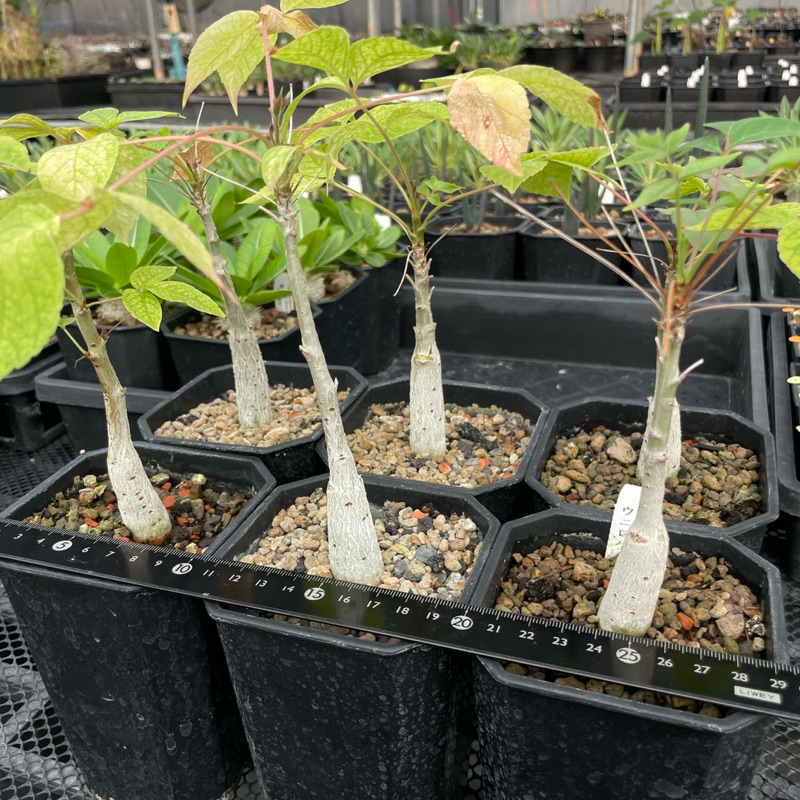 【G.L.魔仙園多肉植物】有你沒藥實生ウ二ロバ-タCommiphora unilobata | 蝦皮購物