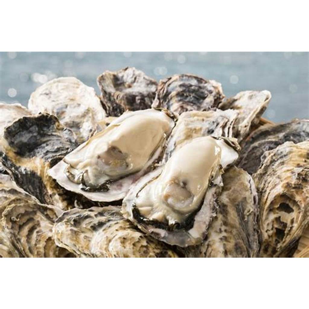 生蠔 日本生蠔 中秋烤肉 牡蠣 4-5顆300至400克 全家799免運 [誠實討海人] | 蝦皮購物