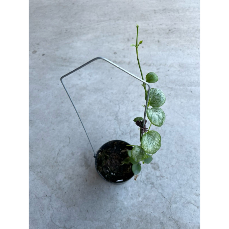 毬蘭 hoya biakensis splash leaves | 蝦皮購物