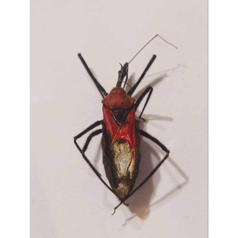 【昆蟲標本】Sycanus sp.泰國產犀獵椿象，台灣沒看過其他人賣 | 蝦皮購物