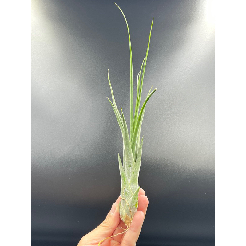 空氣鳳梨 雨林的Precious Paige ( Intermedia*seleriana ) 花中花交犀牛 | 蝦皮購物