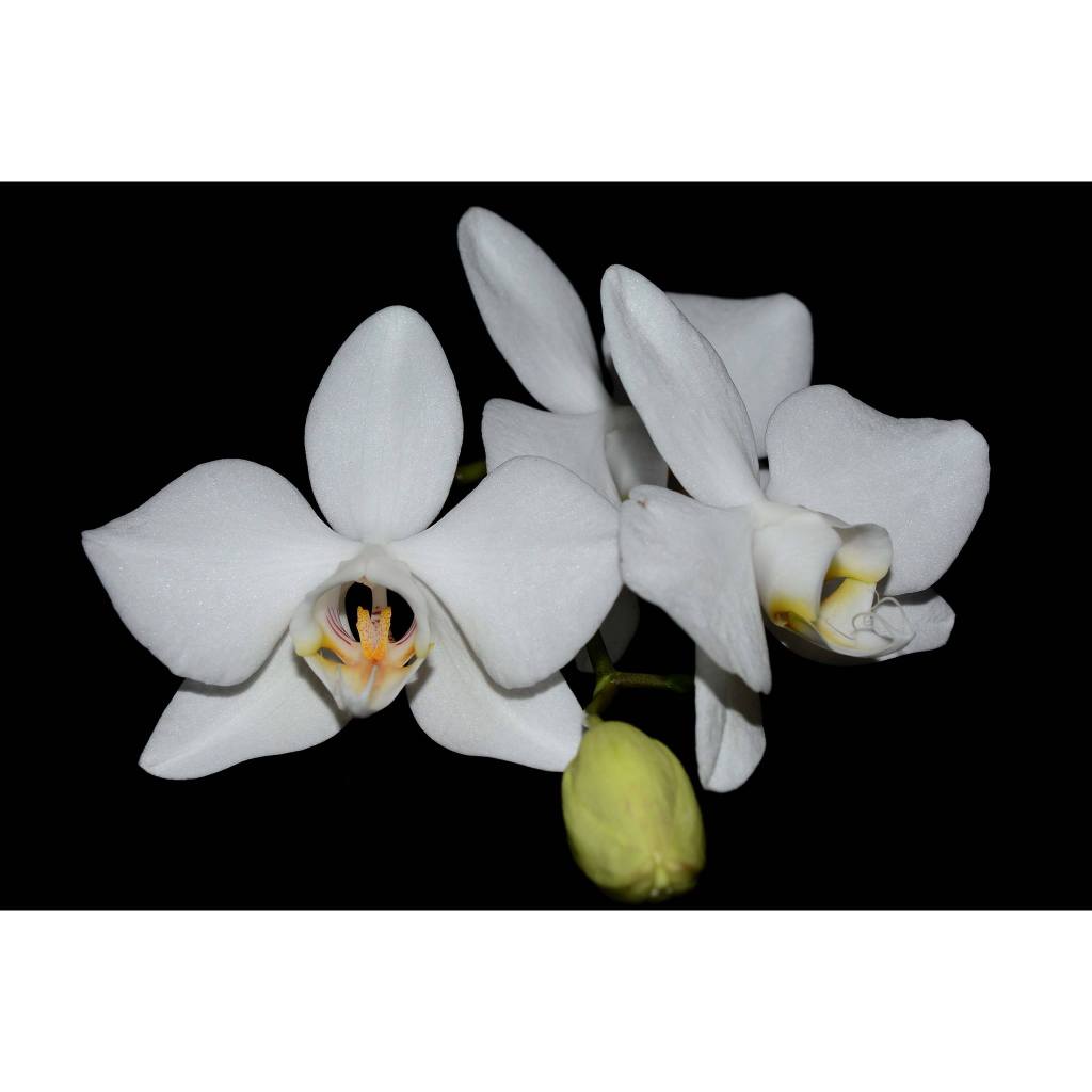 Phal. aphrodite x sib 蝴蝶蘭原生種瓶苗 | 蝦皮購物