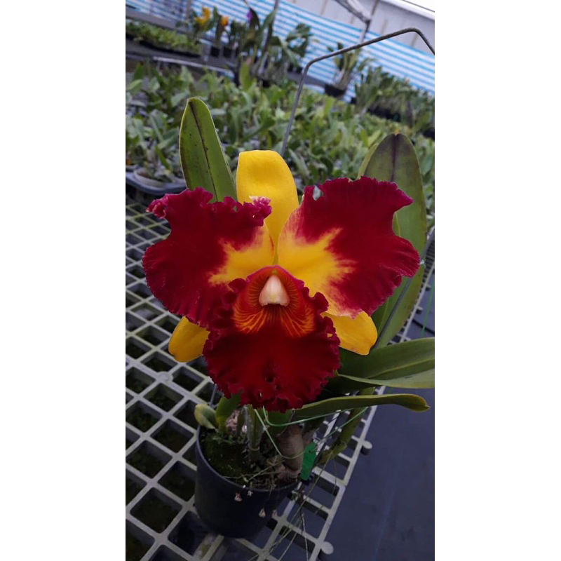 嘉德利亞蘭實生苗：Rlc.Golf Rainbow”彩虹” x Blc.China-Tzy Mildcompton | 蝦皮購物