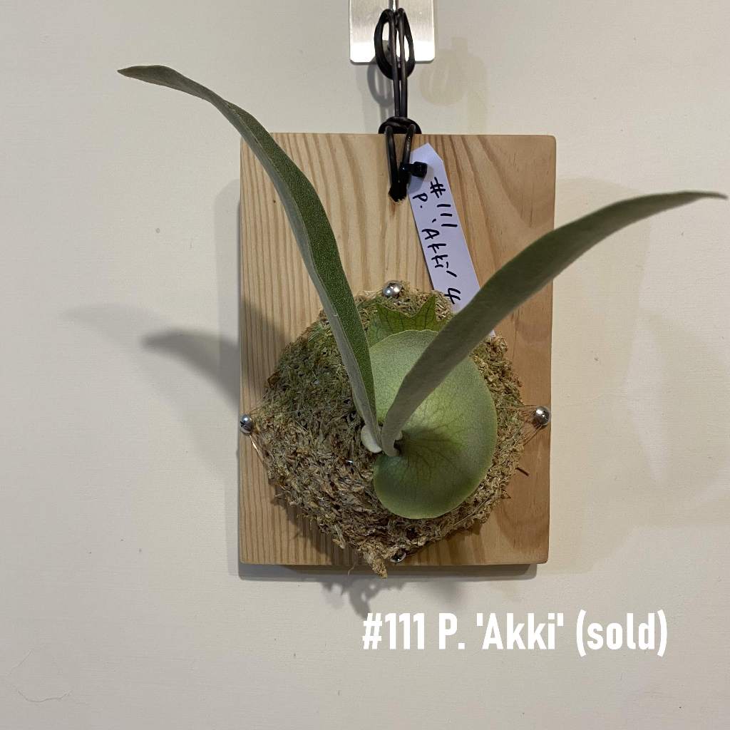 Akki 鹿角蕨 | P. 'Akki'【上板鹿角蕨】 | 蝦皮購物